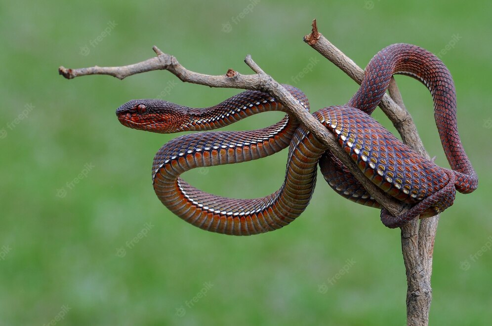 Giardiniere morso da un serpente velenoso nascosto in una siepe ...